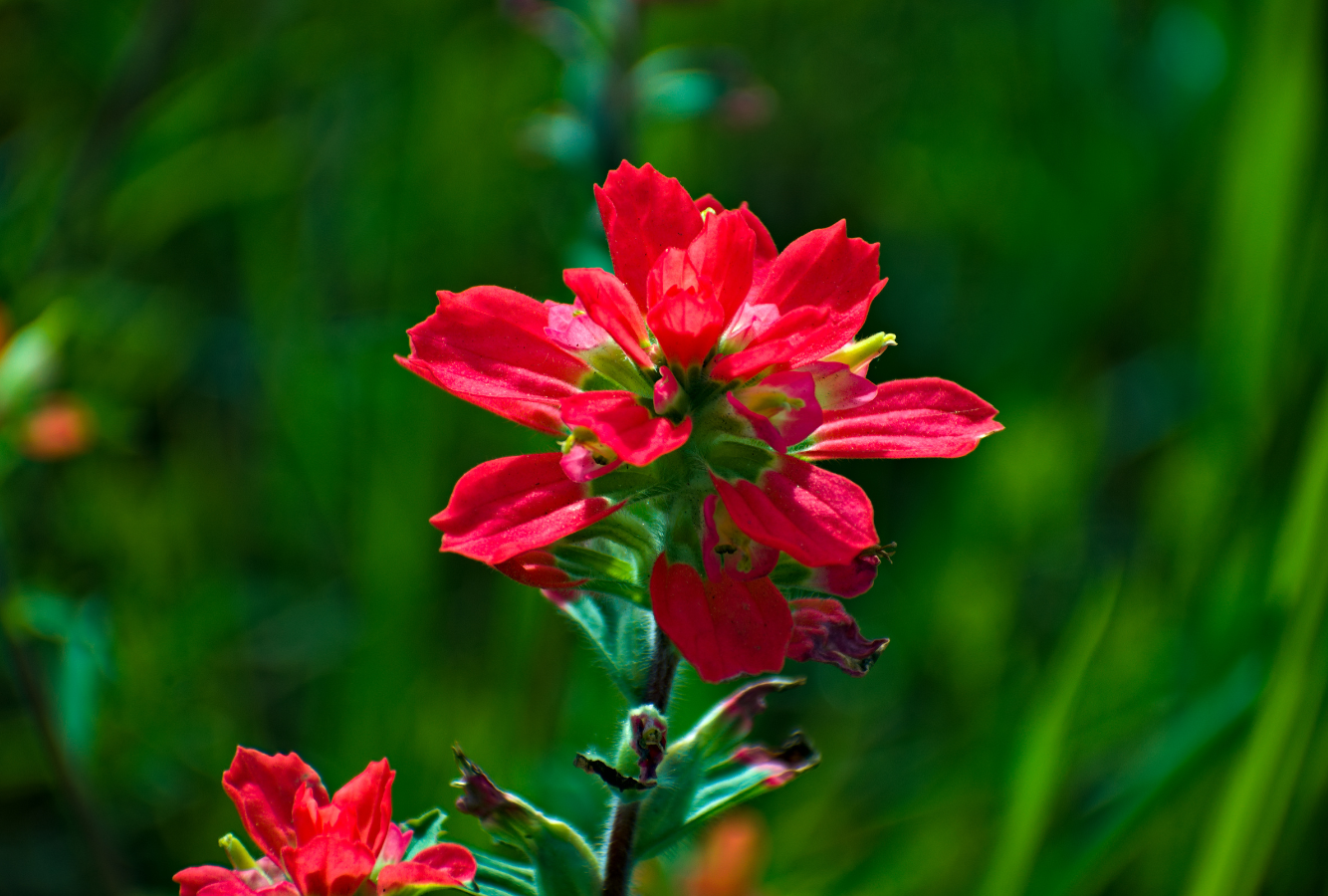 Extraordinary Grants | Texas Indigent Defense Commission